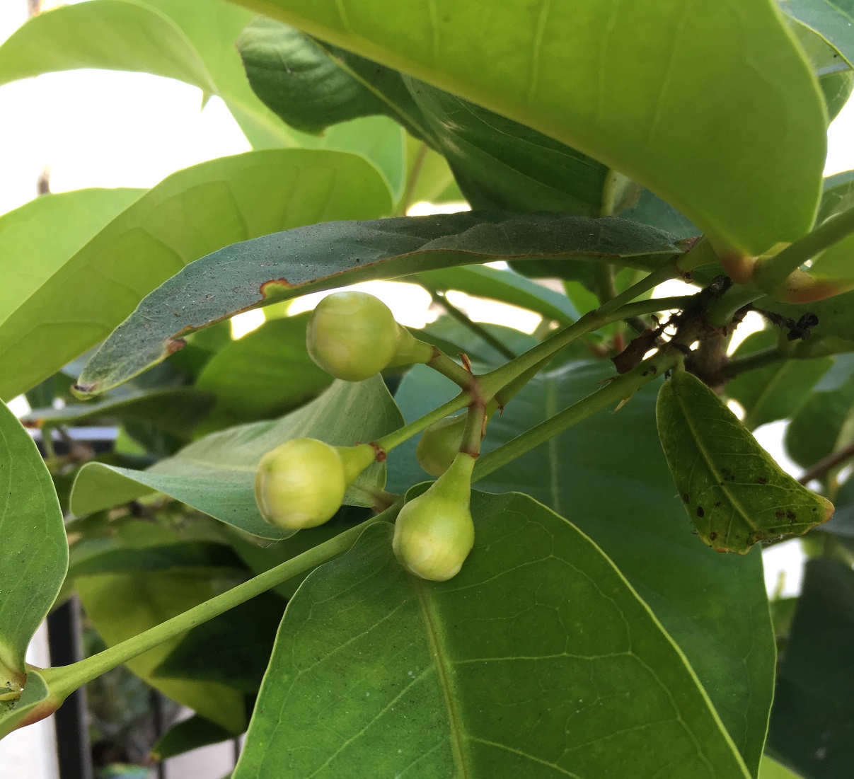 Meet Elsa the Wax Fruit Tree – Dennis Hong's Attic