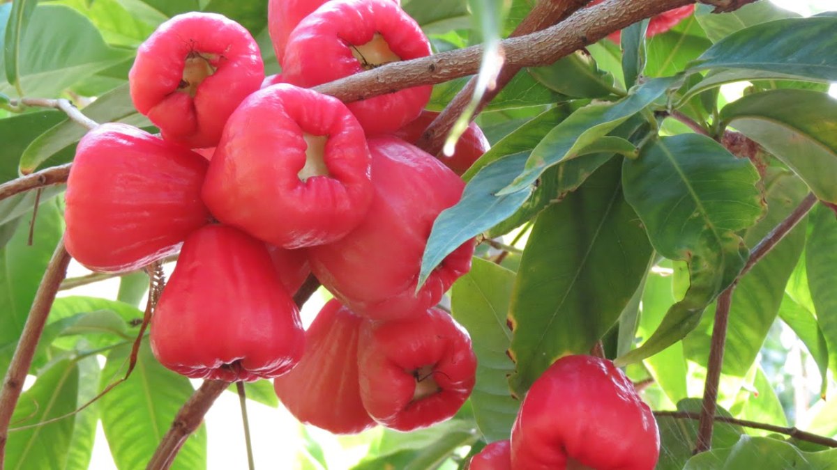 Meet Elsa the Wax Fruit Tree – Dennis Hong's Attic